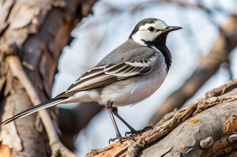 Wagtail On The Tree Premium Ai Generated Image