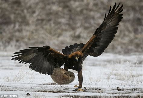Eagle Attacks A Fox During A Kazakhstan Hunting Contest Daily Mail Online