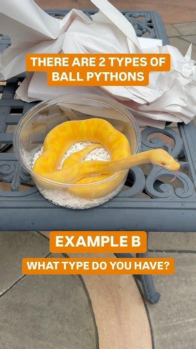 There Are 2 Types Of Ball Pythons🐍 Which Type Do You Have Youtube