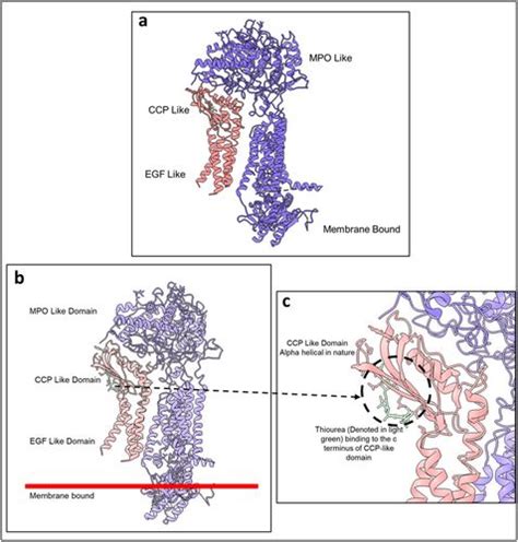 Embryonic Thyroid Hormone In Domestic Chick Anatomia Histologia