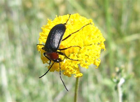 Toro De Sol Project Noah