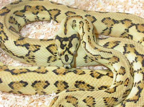 Arboreal Monsters Carpet Python Morphs