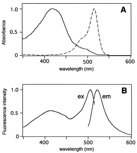 Circularly Permuted Green Fluorescent Proteins Engineered To Sense Ca2 Pnas