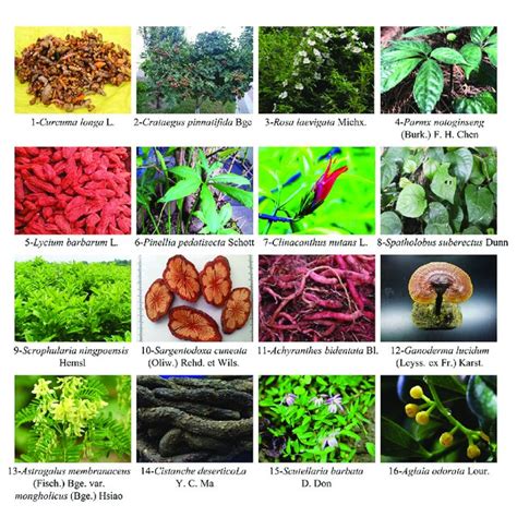 Representative Herbal Images That May Inhibit Ischemic Neuron