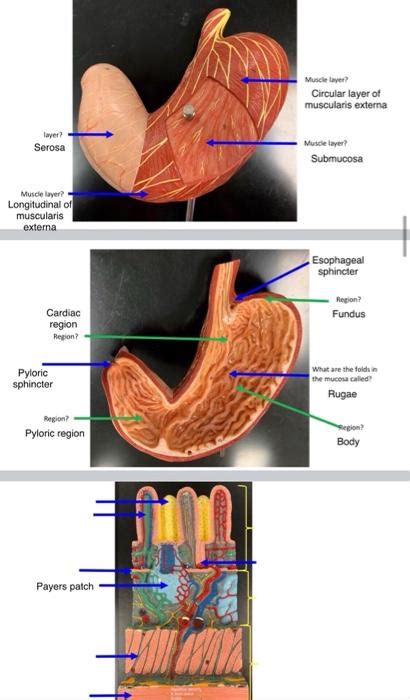 Solved Circular Layer Of Muscularis Externa Layer Serosa