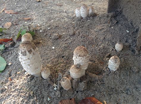 Img20151015151541 벤치 아래 자라는 먹물버섯 군락