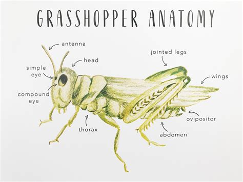 Grasshopper Leg Anatomy