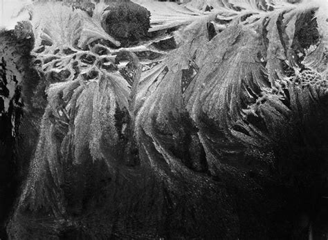 Alfred Ehrhardt Stiftung Fred Koch Nature Photography Of The 1920s