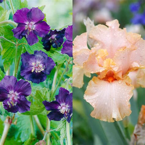 Bearded Iris Companion Plants Landscaping With Irises Bulb Blog