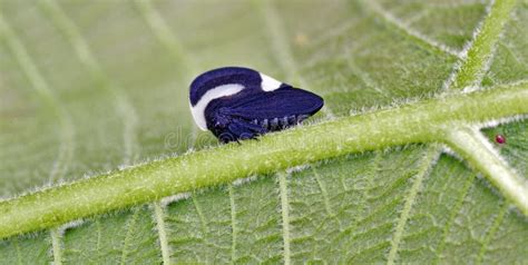 Treehoppers Or Typical Treehoppers Curious Insect Of The Membra Stock