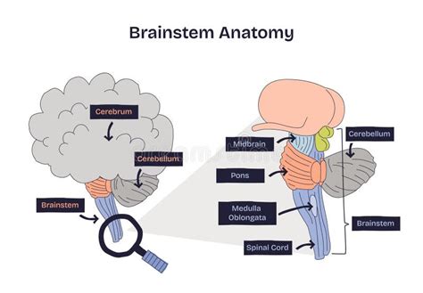 Brainstem Stock Illustrations 1635 Brainstem Stock Illustrations