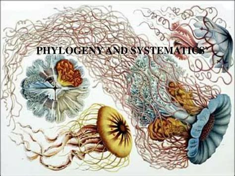Ppt Phylogeny And Systematics Powerpoint Presentation Free Download