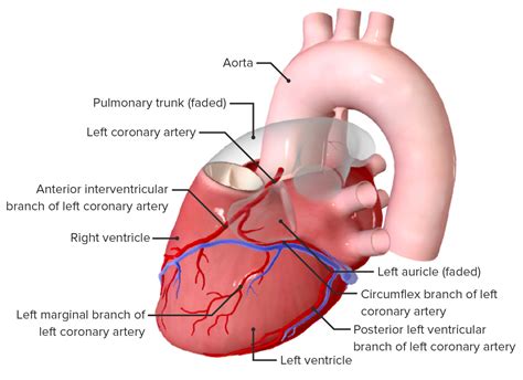 Anterior Interventricular Artery