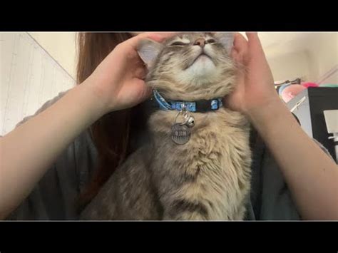 ASMR with cat purring - The ASMR Index