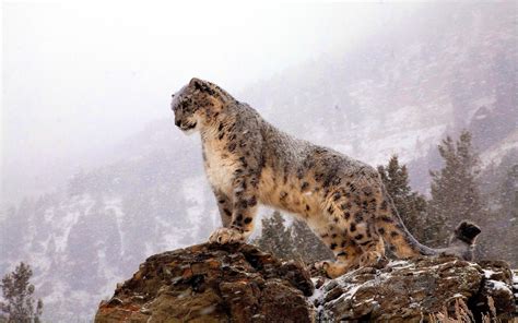 Snow Leopard Wallpaper Hd Wallpapersafari