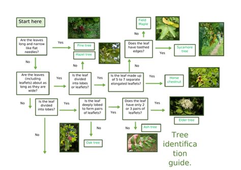 Tree Identification Guide Teaching Resources