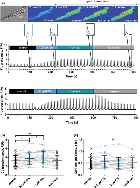 Acute Effects Of Ivabradine Iva On Intracellular Ca Transients Of Download Scientific Diagram