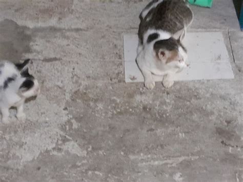 Kitty And Its Mama Kitty