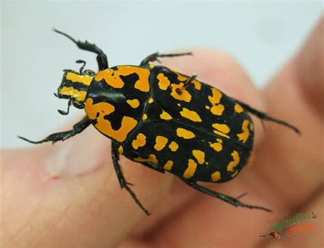 Euchroea Vadoni Madagascar World Of Butterflies And Moths