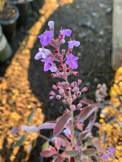 Blooming Now Live Arabian Lilac Vitex Trifolia “fascination “ Come