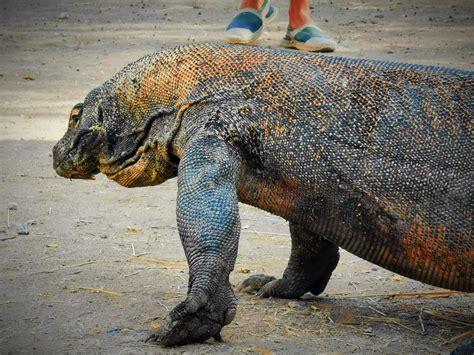 ДРАКОНЪТ ОТ КОМОДО ВИДЕО — Приключения с Живко Константинов