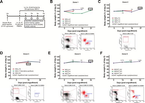 Recapitulating The Immune System Of Hemophilia A Patients With