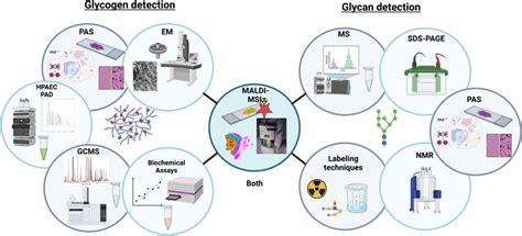 Glycogen And Glycan Detection Methods Overview Of Common Methods To