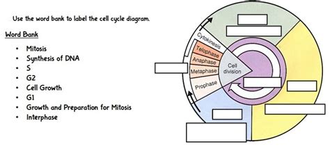 Cell Cycle And Mitosis Diagram Quizlet