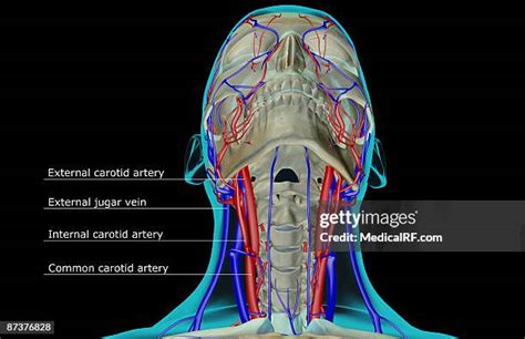 Veins And Arteries Of The Head And Neck