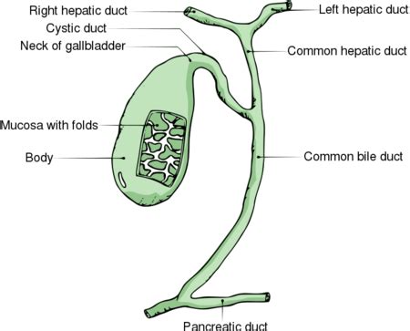 Ascending Cholangitis WikEM