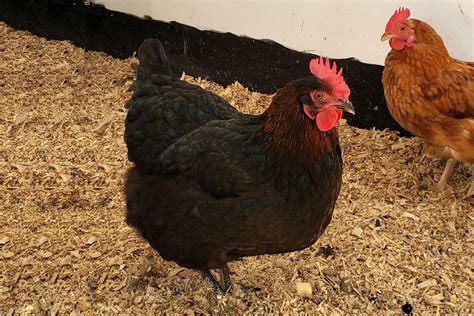 When Do Chickens Start Laying Eggs And Why They Stop