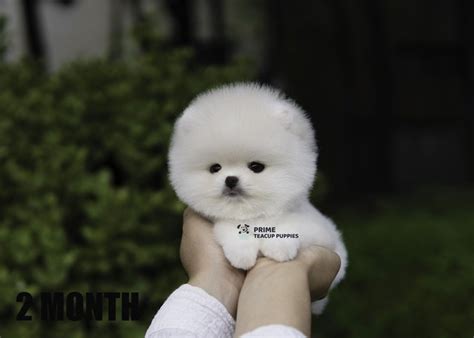 White Teacup Newborn Pomeranian For Sale At Ruben Ramos Blog