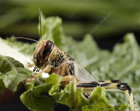 Desert Locust Nymph Stock Image Z3050328 Science Photo Library