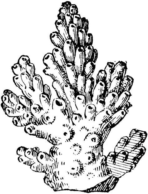 Coral Reef Drawing Realistic Drawing Skill