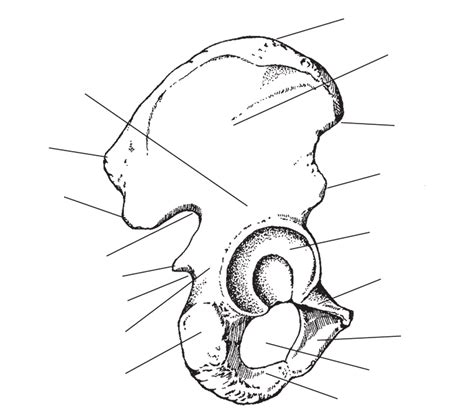 Innominate Bone Lateral View Diagram Quizlet