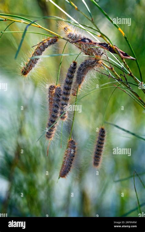 Group Of Hairy Caterpillars Hanging From Tree Branch Stanthorpe