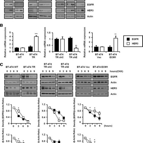 Extracellular Matrix Protein 1 Activates Extracellular Signal Regulated Download Scientific