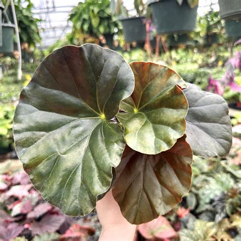 Begonia Alice Faye Steves Leaves Begonia Exotic Plants