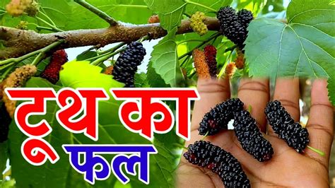 Tut Ka Ped Tut Ka Faltooth Ka Faltuth Pedtooth Fruittoothसहतूथ