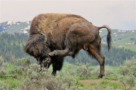 American Bison American Buffalo Facts Habitat Diet Life Cycle