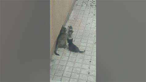 شوخی های بچه ها با مادرشون Youtube