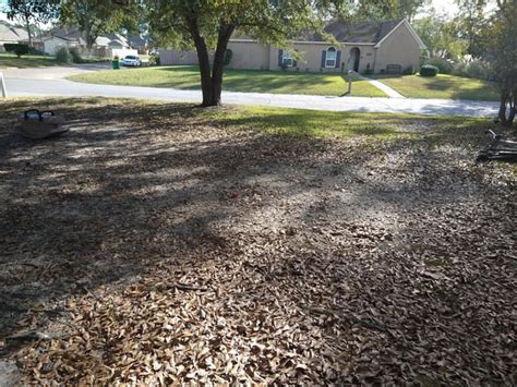 Best Mulch For Oak Tree With Compacted Sandy Soil And Ton Of Exposed