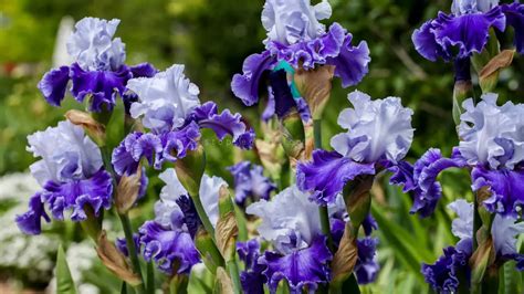 Divide Iris Plants Beautify Your Garden With Replanting