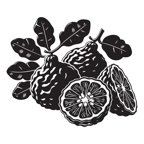 Kaffir Lime Fruitblack Color Silhouette 45923927 Vector Art At Vecteezy