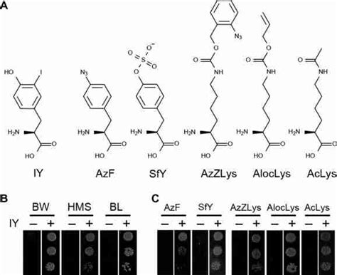 Uag Codon Reassignment In Diverse Genetic Backgrounds And With Various