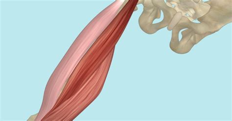 What Is The Rectus Femoris Artofit