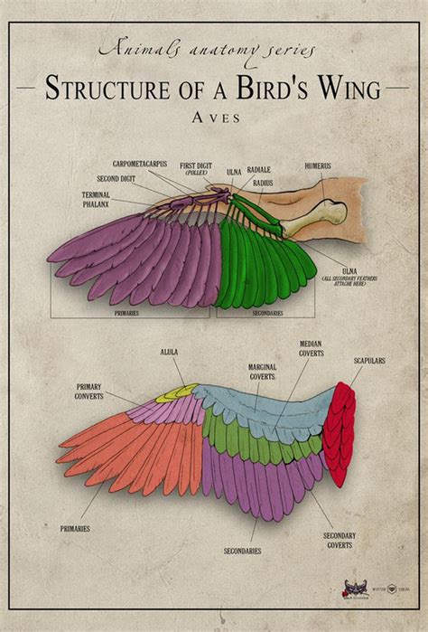 Bird S Wing Structure United Kingdom