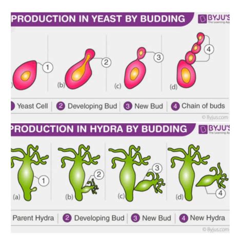 Budding Types Of Budding Budding In Yeast And Budding