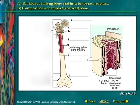 Divisions Of A Long Bone And Interior Bone Structure Composition Of Compact Cortical Bone