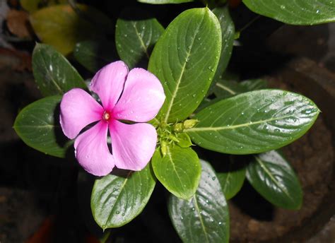 Flower Madagascar Periwinkle Free Photo On Pixabay Pixabay